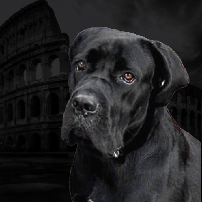 ADA FERRARI CANE & ALLEVAMENTO ALLORA :: Benditocorso